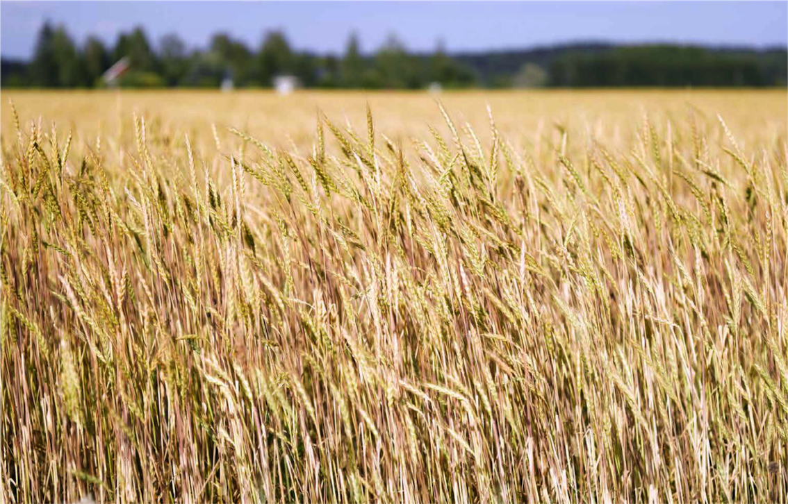 splettipelto – SunSpelt